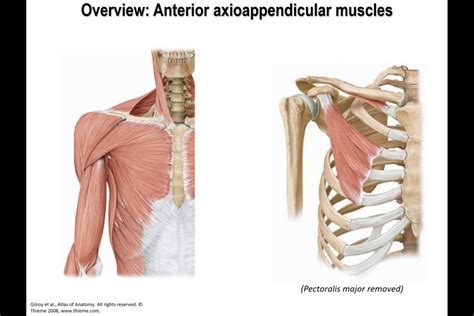 Anterior Axioappendicular Muscles Diagram Quizlet