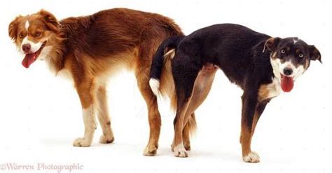 Por que os Cachorros ficam Grudados quando estão Acasalando