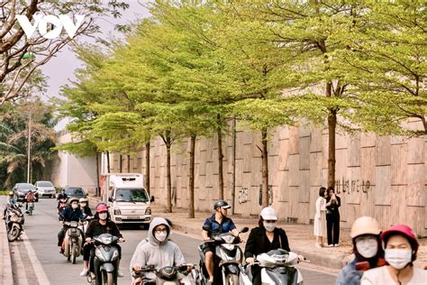 Đường phố Hà Nội đẹp ngỡ ngàng dưới những hàng cây bàng lá nhỏ xanh mơn mởn
