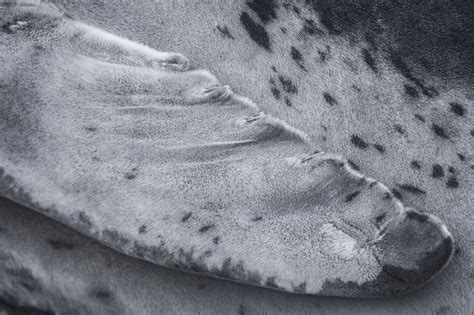 Buffet Buddies Footage Reveals That Fierce Leopard Seals Work Together When King Penguin Is On