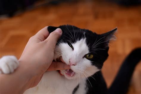 Why Does My Cat Bite Me Causes And Solutions I Love My Sweet Cats