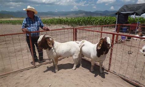 La ganadería símbolo de fortaleza del campo mexicano Servicio de