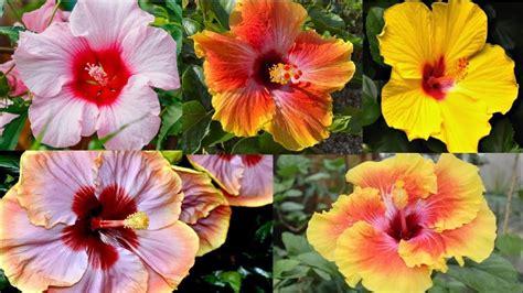 Hibiscus Flower Varieties With Name Hibiscus All Varieties