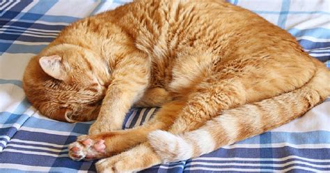 Por qué tener un gato en casa 10 razones para tener una mascota peluda