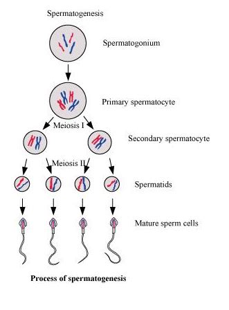 What Is Spermatogenesis