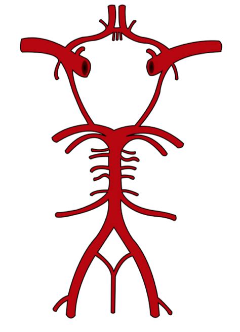 Circle Of Willis Diagram Quizlet