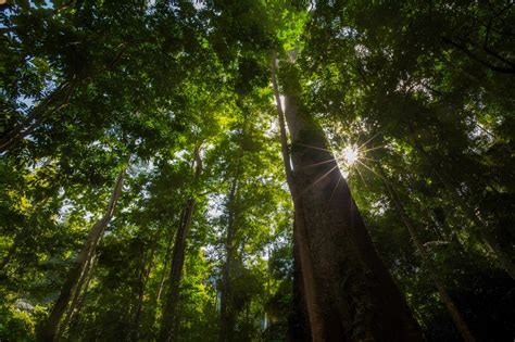 TUDO QUE VOCÊ PRECISA SABER SOBRE MANEJO FLORESTAL SUSTENTÁVEL Akafloor