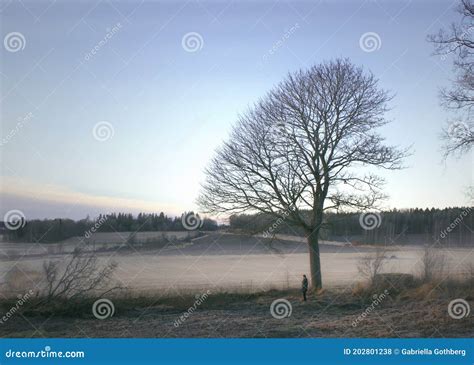 Naked Tree Royalty Free Stock Photo Cartoondealer