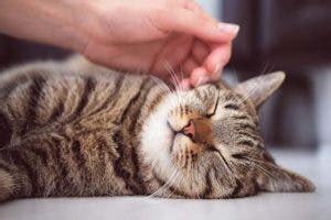 Qu Est Ce Que Cela Signifie Lorsqu Un Chat Vous Mord