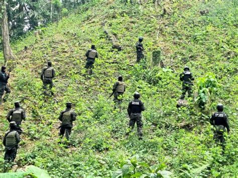 Otras dos plantaciones de coca son aseguradas en la biósfera del Río