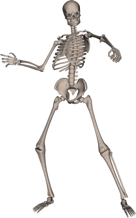 Collection Of Skeleton HD PNG PlusPNG