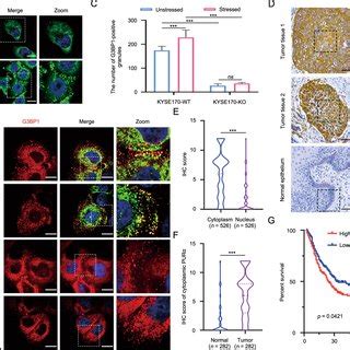 Cytoplasmic PURα participates in the formation of stress granules and