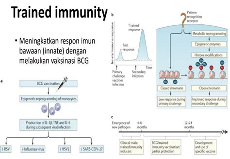 Memahami Kerja Sistem Imun Dan Pengembangan Vaksin COVID 19 Institut