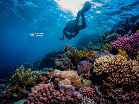 Duiken In Hurghada Egypte De Beste En Mooiste Voor