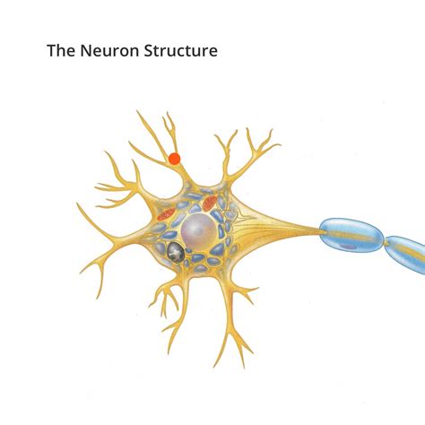 Neuron Structure Flashcards Memorang