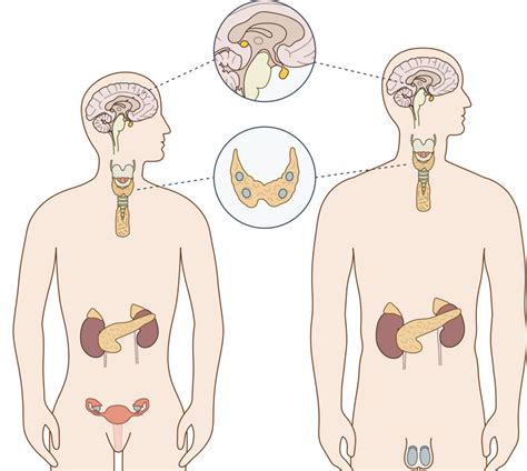 Endocrine System Labelling Diagram Quizlet
