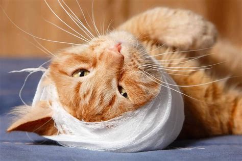 Opaco Produttività sui perchè il gatto lecca la coperta maschio evitare