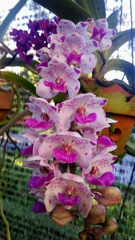 Aprenda como cultivar e deixar suas orquídeas lindas Flores bonitas