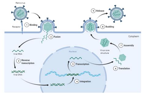How Do Retroviruses Replicate Structure Of Retrovirus Human