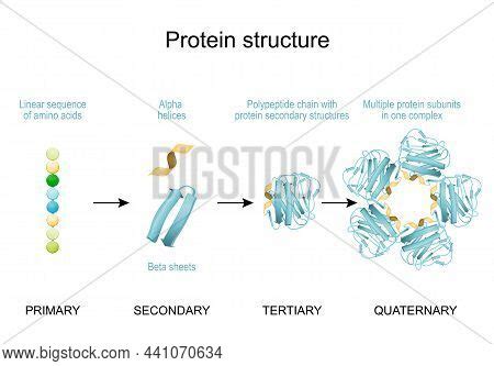 Protein Structure Vector Photo Free Trial Bigstock