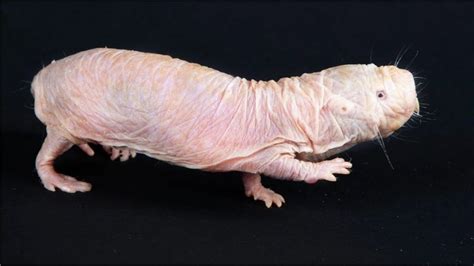 Traitement Du Cancer Ce Que Les Rats Taupes Nus Peuvent Nous