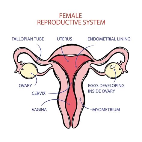 Aparato Reproductor Femenino Dibujo
