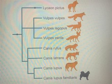 Solved Activity 3 Interpret A Phylogenetic Tree Complete Chegg