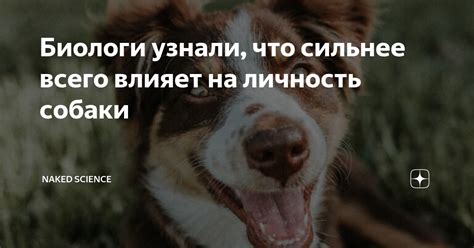 Биологи узнали что сильнее всего влияет на личность собаки Naked