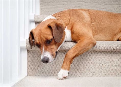 Dein Hund verhält sich komisch Daran könnte es liegen