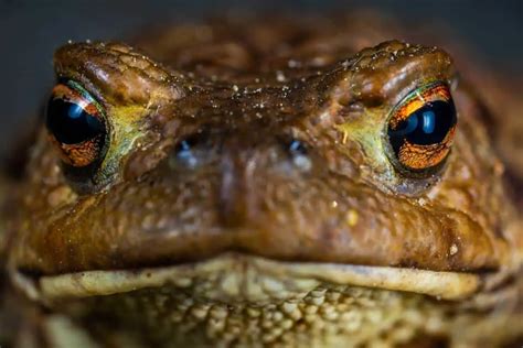 Unique Characteristics Of Frogs Wildlife Informer
