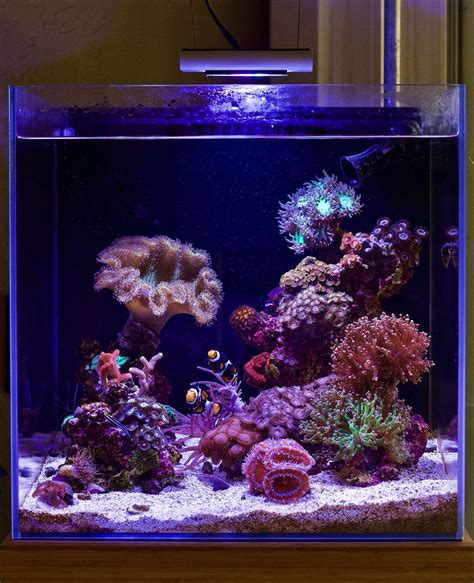 Nano Aquarium Reef Caption Rindu Rumah
