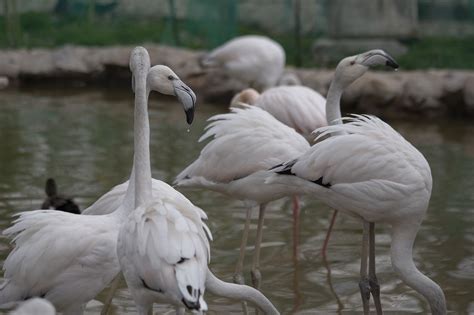 Isfahan Burung Burung Iran Foto Gratis Di Pixabay Pixabay