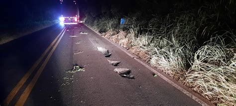 Motociclista de Chapecó cai ao desviar de buraco na SC 283 DI