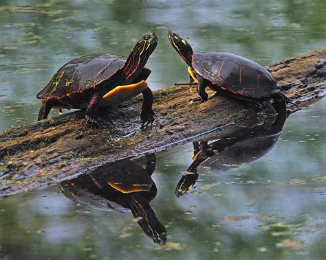 Midland Painted Turtles Photograph By Tony Beck Pixels