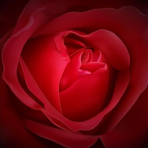 Premium Vector Beautiful Red Rose Illustration