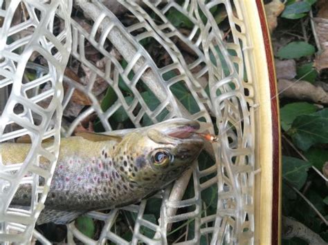 Pêcher la truite en nymphe au toc une technique à découvrir