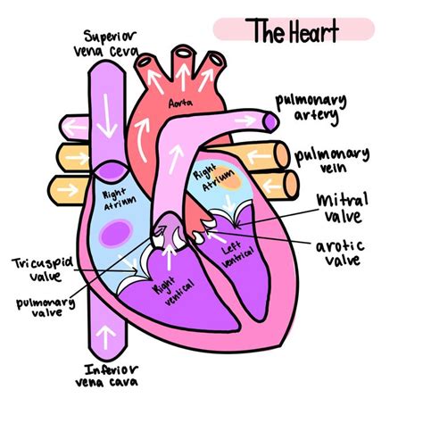 Heart Diagram Anatomy Goodnotes Aesthetic In 2022 Heart Diagram