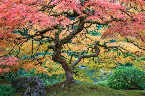 Portland Japanese Garden Famous Maple Tree Up Close Portland