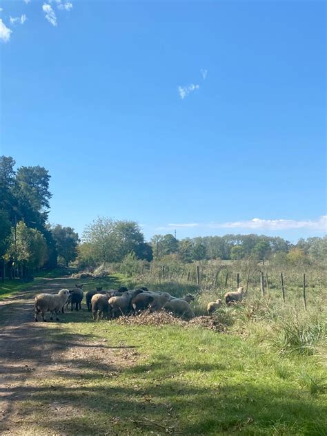 A Herd Of Sheep Walking Down A Dirt Road