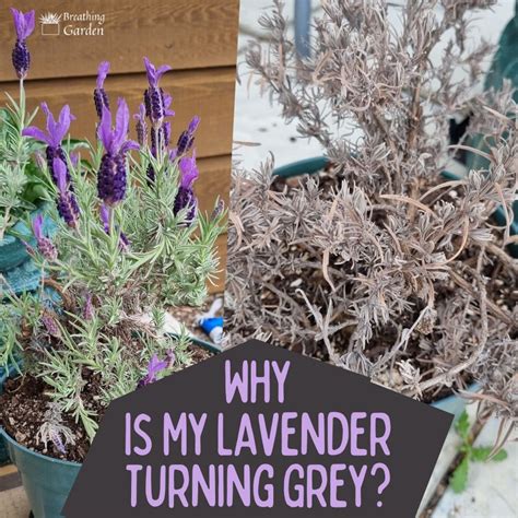 Why Is My Lavender Plant Turning Grey Bring Color Back To Your