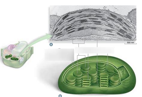 Chloroplast Diagram Quizlet