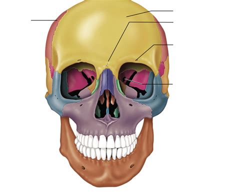Cranium Frontal Bone Diagram Quizlet