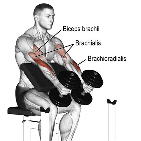 Dumbbell Curls Muscles Worked