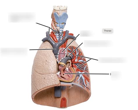 Biol Heart Diagram Quizlet