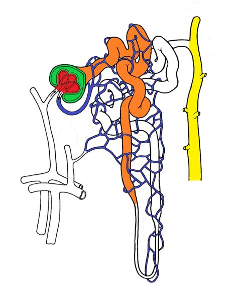 Figure Is A Diagram Of The Nephron And Associated Blo Quizlet