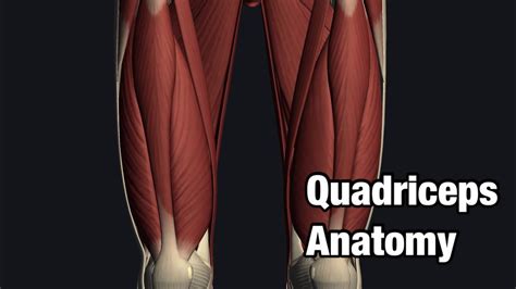 Anatomy And Function Of Quadriceps YouTube
