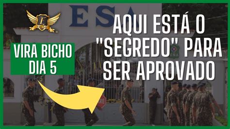 Vira Bicho Dia O Segredo Para Ser Aprovado Em Um Concurso