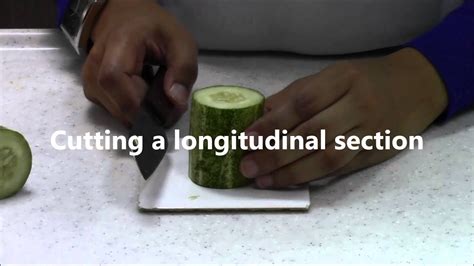 BIOLOGY 01 Cutting Transverse And Longitudinal Sections YouTube