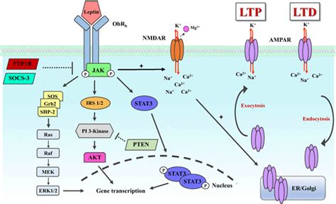 Leptin Receptor Signalling Pathways Influence Hippocampal Excitatory