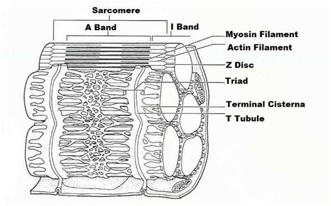The Ultimate Guide Understanding The Anatomy Of A Synapse Worksheet